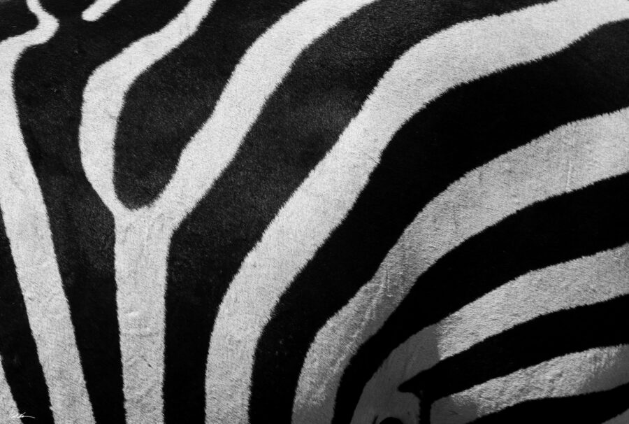 African Waves | African Wildlife Photography Prints | Derek Nielsen ...