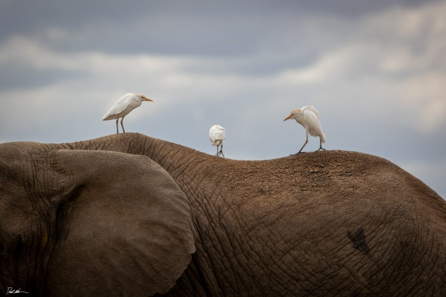 Wildlife | Derek Nielsen Photography