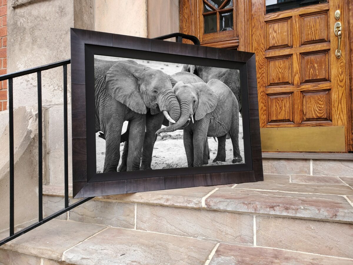 Elephant hug | African Wildlife Photography Prints | Derek Nielsen ...