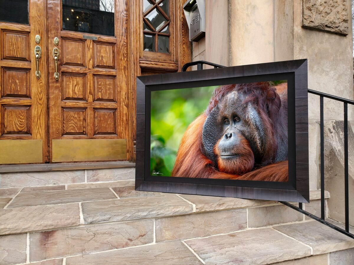 King of Sarawak | Borneo Fine Art Wildlife Photography | Derek Nielsen ...