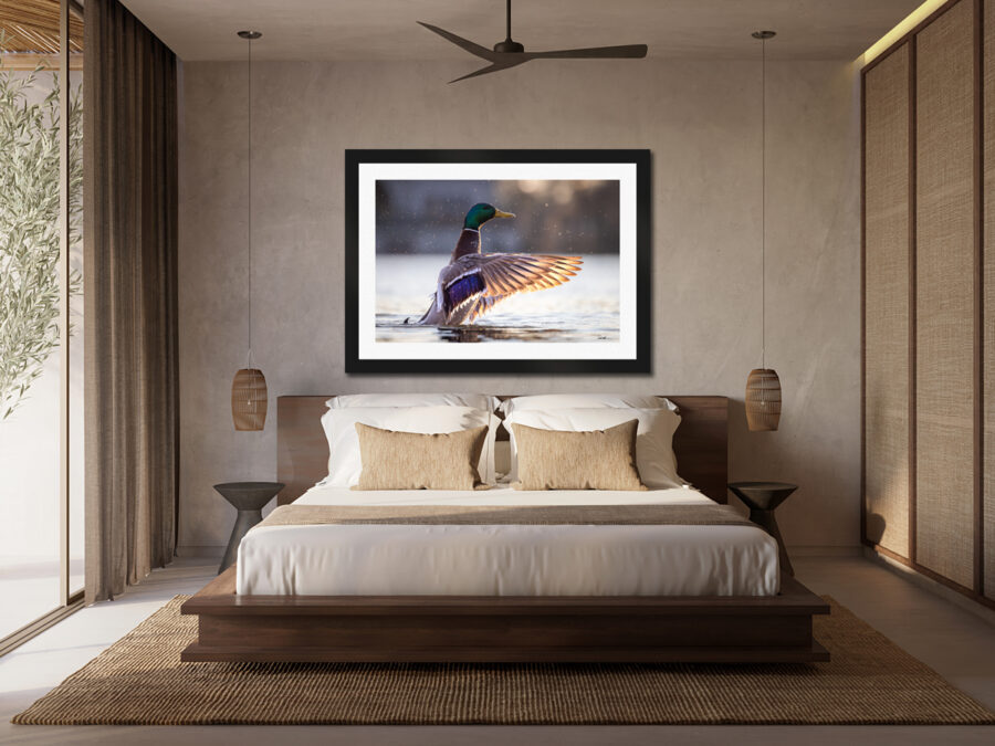 Stunning Display | Fine Art Duck Wildlife Photography | Derek Nielsen ...