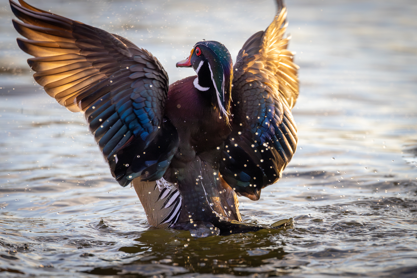 Duck photography | Tips for amazing waterfowl photos