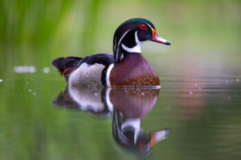 Duck photography | Tips for amazing waterfowl photos