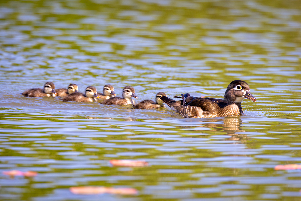 Duck photography | Tips for amazing waterfowl photos