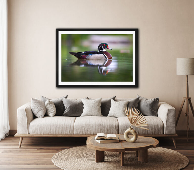Spring Looks | Wood Duck Fine Art Prints | Derek Nielsen Photography
