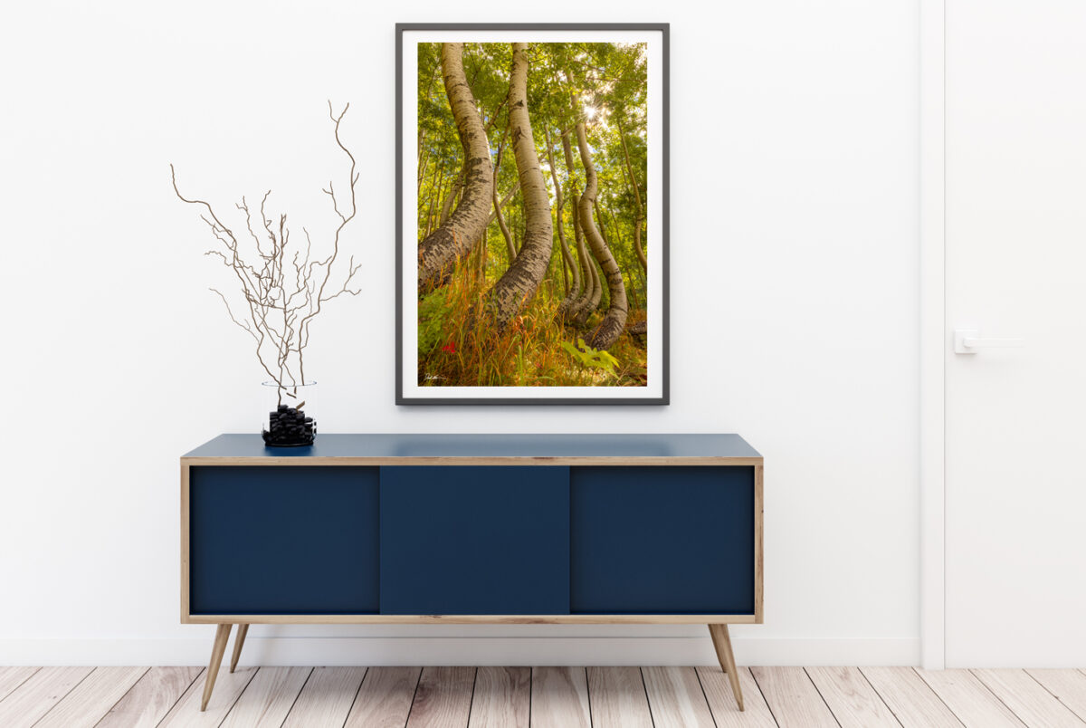 Dancing Trees | Fine Art Photography Prints Of Trees | Derek Nielsen ...