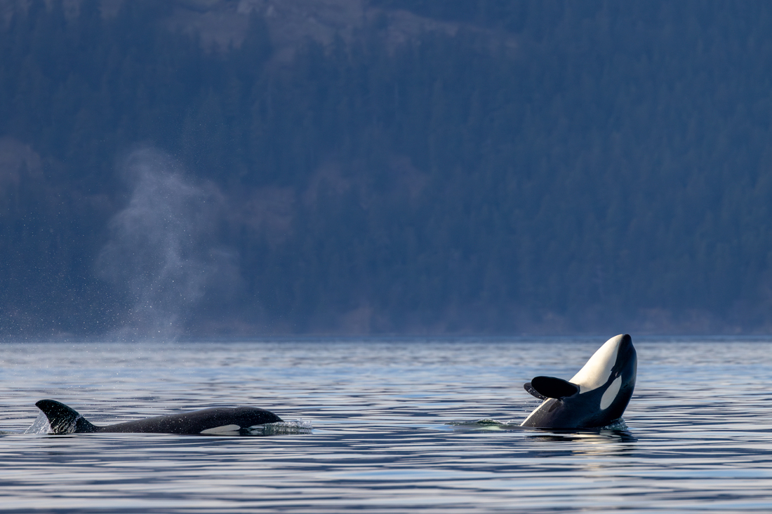 Killer Whale Photos | Orca Fine Art Photography