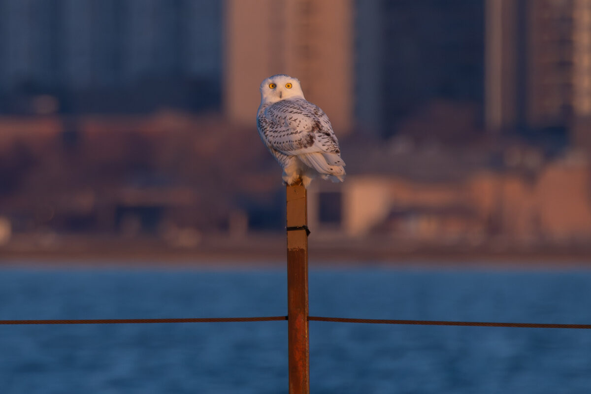 A Rare Winter Gift: Photographing the Snowy Owls Visiting Chicago’s ...